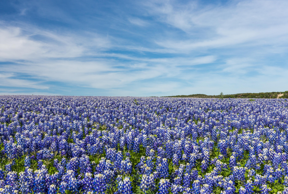 Bluebonnets for Members – First Church of Christ, Scientist | Austin TX
