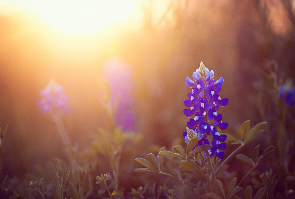 Homepage Bluebonnet – First Church of Christ, Scientist | Austin TX